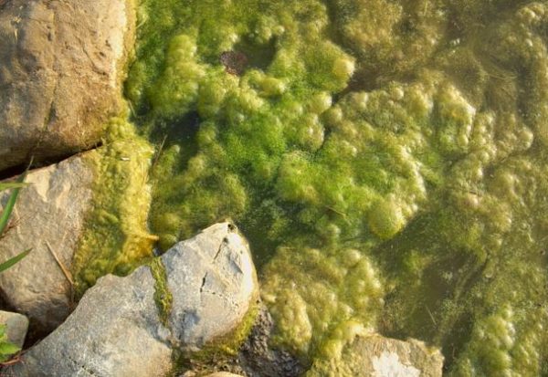 Benefits and Problems with Pond Algae - Kasco Marine