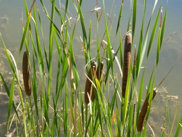 Pond & Lake Zone Identification - Kasco Marine