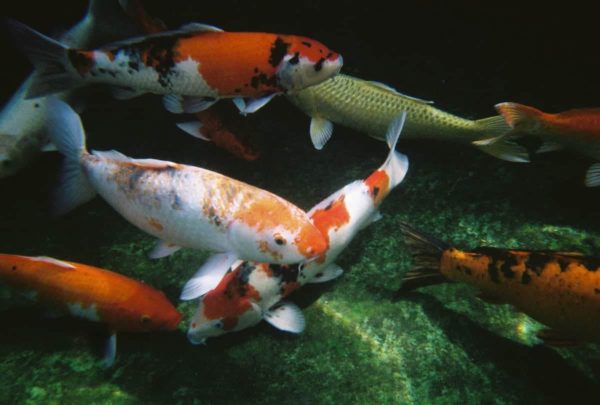 Proper Depth for Fish Health - Kasco Marine