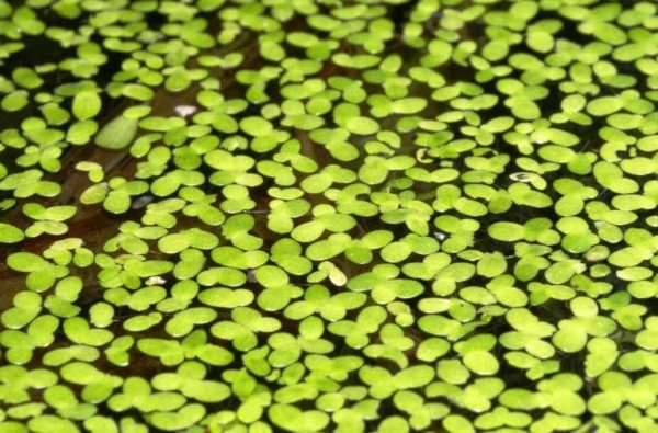 Common Floating Plant Identification - Kasco Marine