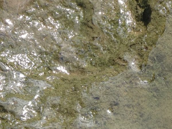 The Practical Guide to Pond Sludge | Kasco Blog | Kasco Marine