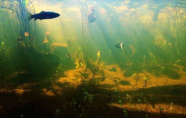 Pond Bottom Types and Your Fish Habitat - Kasco Marine