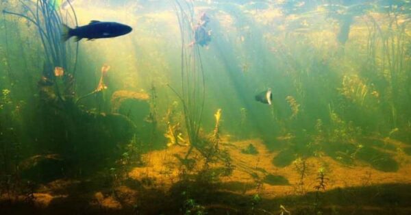 Proper Fish Feeding Improves Growth Rates - Kasco Marine