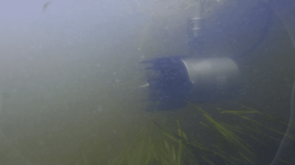 What the Muck?! A Guide for Waterfront Owners | Kasco Blog